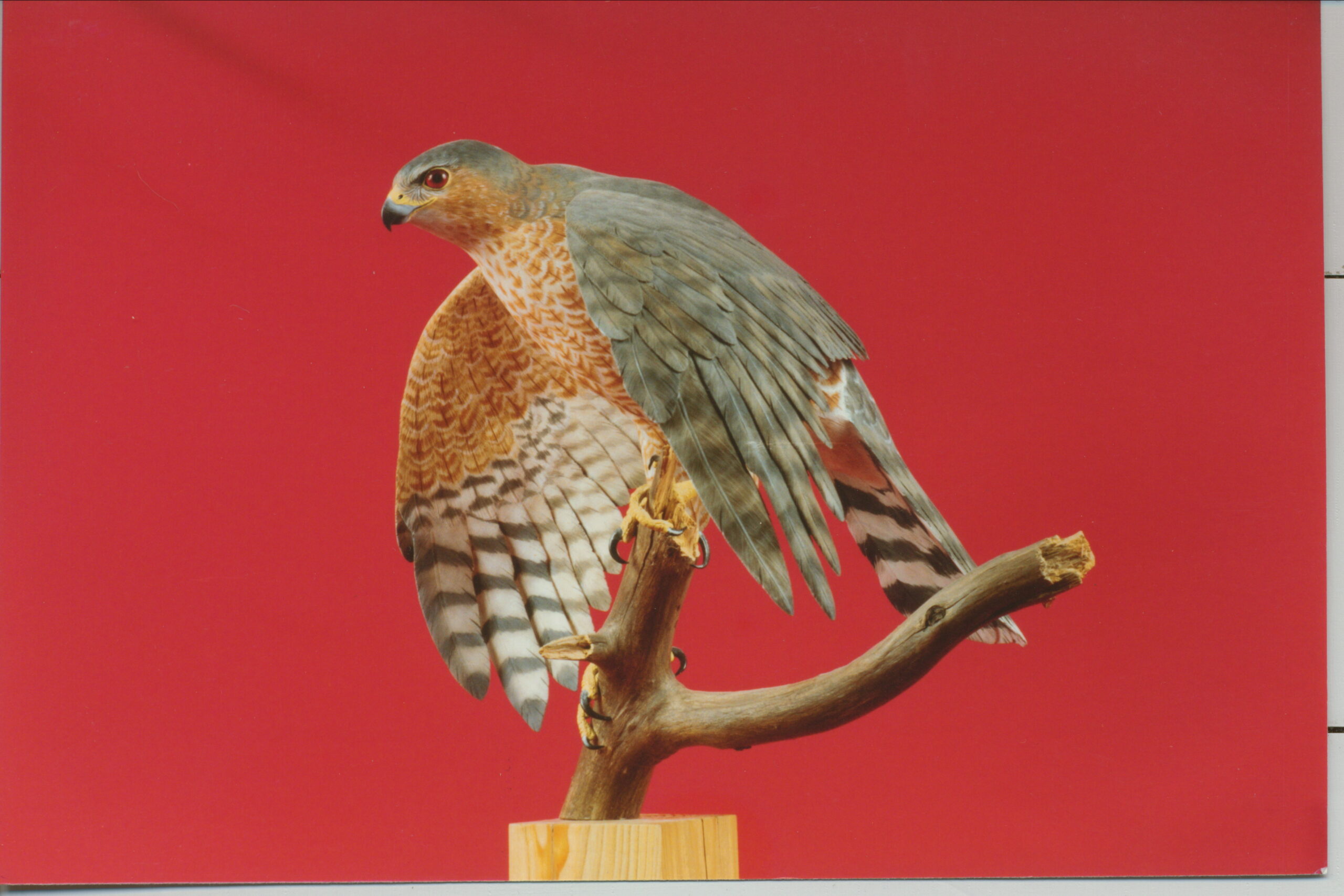 Blog – New York State Falconry Association